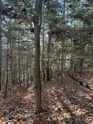 2023 Best Forest Trails in Hocking State Forest | AllTrails