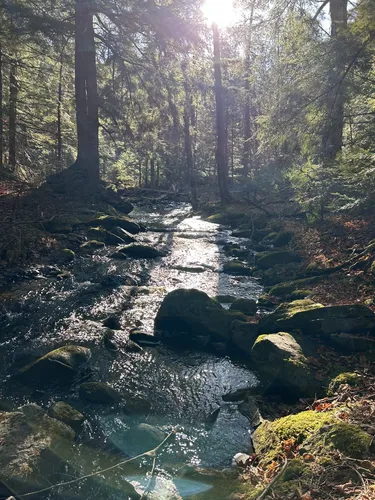 Best Hikes and Trails in McCormick Wilderness | AllTrails