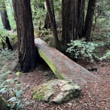 Bootjack Loop, California - 1,715 Reviews, Map | AllTrails