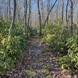 Mount Davis Pennsylvania Highpoint Trail, Pennsylvania - 680 Reviews ...