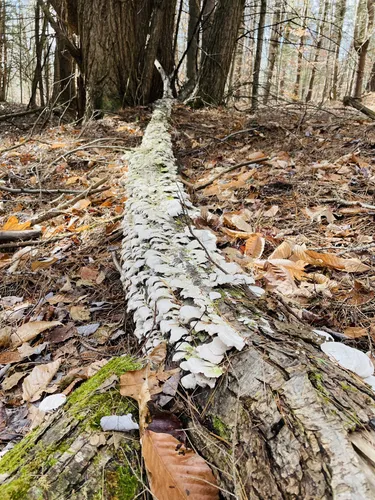 Best Hikes and Trails in Brookmead Conservation Area | AllTrails