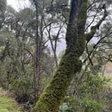 Old Flume Trail (Red Shack Trail), California - 697 Reviews, Map ...