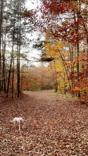 Best Lake Trails in Clemson | AllTrails