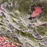 Keystone Ancient Forest Falls Trail, Oklahoma - 655 Reviews, Map ...