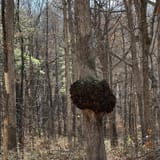 Two Lakes Loop Trail, Indiana - 499 Reviews, Map | AllTrails