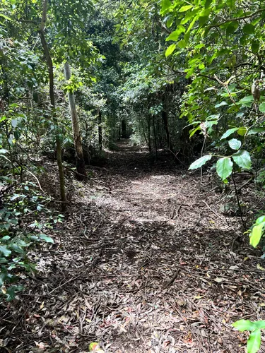 Best Hikes and Trails in Mount Royal National Park | AllTrails