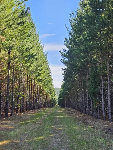 Best Hikes and Trails in Second Valley Forest Reserve | AllTrails