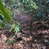 Alarka Creek Falls, North Carolina - 306 Reviews, Map | AllTrails