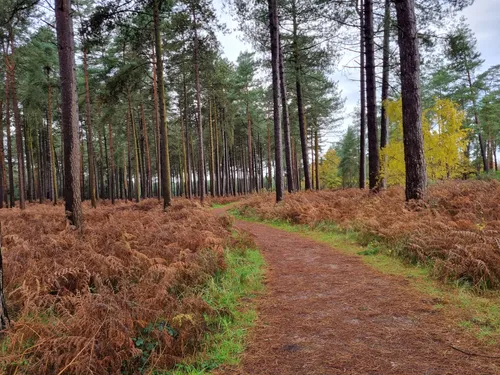 10 Best Hikes and Trails in Brandon Country Park | AllTrails