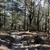 Mount Buckley via Clingmans Dome Bypass Trail, North Carolina - 886 ...