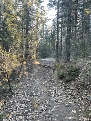 Best Hikes and Trails in Sundre Natural Area | AllTrails