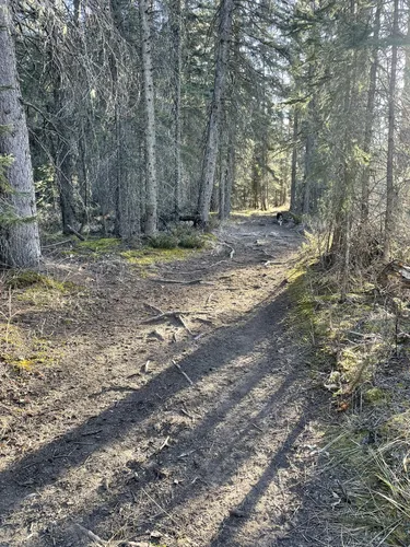 Best Hikes and Trails in Sundre Natural Area | AllTrails