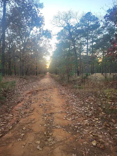 Best Forest Trails in Fort Bragg | AllTrails