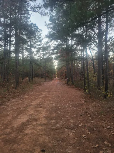 Best Forest Trails in Fort Bragg | AllTrails