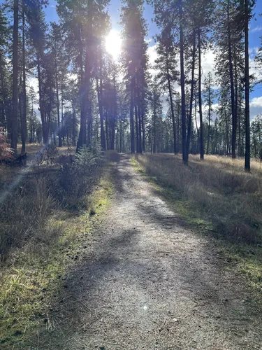Best Forest Trails in Hayden | AllTrails