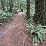 Cedar Butte Trail, Washington - 1,874 Reviews, Map | AllTrails