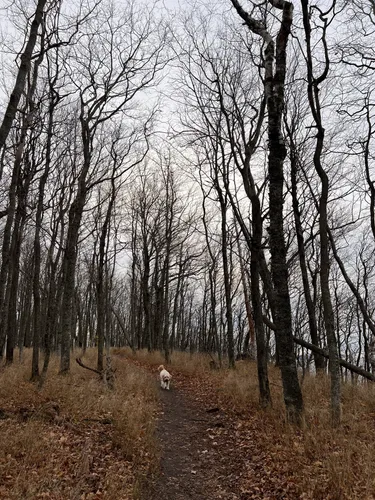 Best Hikes and Trails in Whaleback Natural Area | AllTrails