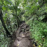 Makiki Valley Trail, Oahu, Hawaii - 579 Reviews, Map | AllTrails