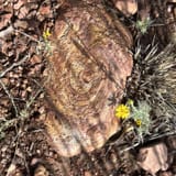 Reavis Ranch Trail to Fire Line Trail, Arizona - 111 Reviews, Map ...