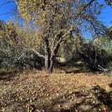 Reavis Ranch Trail to Fire Line Trail, Arizona - 111 Reviews, Map ...