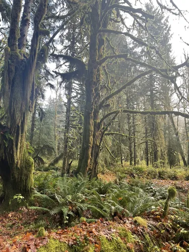 Best Hikes and Trails in Amanda Park | AllTrails