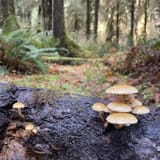 Hall of Mosses Trail, Washington - 5,195 Reviews, Map | AllTrails