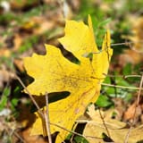 Nolte State Park Deep Lake, Washington - 577 Reviews, Map | AllTrails