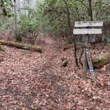 Cat Gap Loop Trail [CLOSED], North Carolina - 710 Reviews, Map | AllTrails