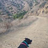 Shelf Road Trail, California - 983 Reviews, Map | AllTrails