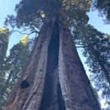Boole Tree Loop, California - 194 Reviews, Map | AllTrails