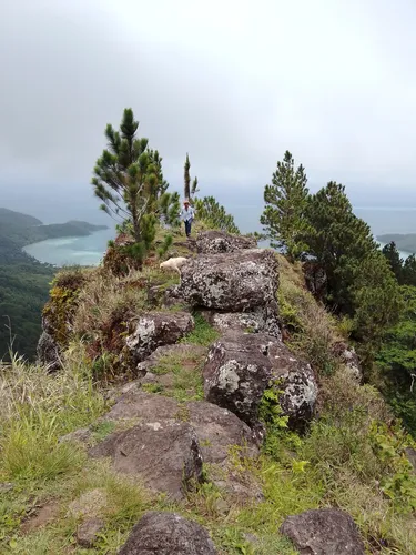 Best Forest Trails in Rikitea | AllTrails