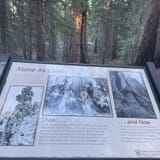 Boole Tree Loop, California - 194 Reviews, Map | AllTrails