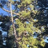 Boole Tree Loop, California - 194 Reviews, Map | AllTrails