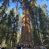 General Sherman Tree Trail, California - 2,623 Reviews, Map | AllTrails