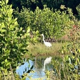 Marsh Trail, Florida - 276 Reviews, Map | AllTrails