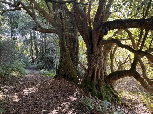 Best Hikes and Trails in Azalea State Natural Reserve | AllTrails