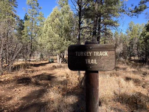 Best Lake Trails in Pinetop-Lakeside | AllTrails