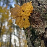 Maple and Wildwood Loop, Oregon - 779 Reviews, Map | AllTrails