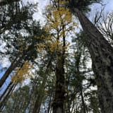 Maple and Wildwood Loop, Oregon - 797 Reviews, Map | AllTrails