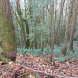 Thornhill Trail, British Columbia, Canada - 263 Reviews, Map | AllTrails