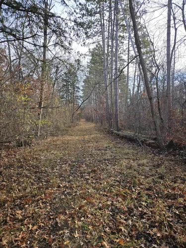 Best Hikes and Trails in Shimek State Forest | AllTrails