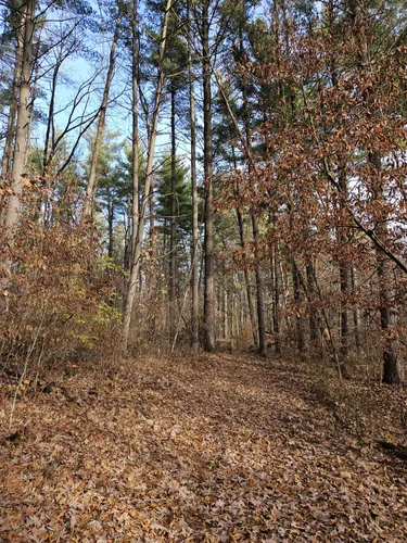 Best Hikes and Trails in Shimek State Forest | AllTrails