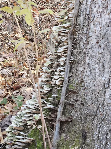 Best Hikes and Trails in Shimek State Forest | AllTrails