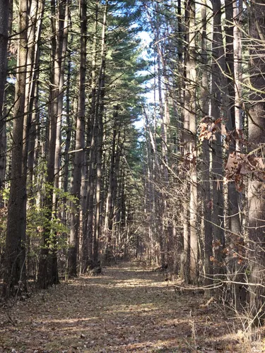 Best Hikes and Trails in Shimek State Forest | AllTrails