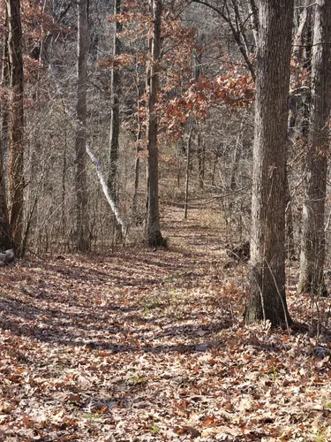 Best Hikes and Trails in Shimek State Forest | AllTrails