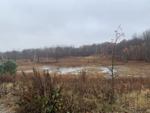 Best Hikes and Trails in Rumney Marsh Reservation | AllTrails