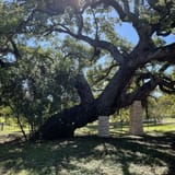 Landa Park Loop, Texas - 451 Reviews, Map | AllTrails