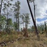 Torreya Trail, Florida - 430 Reviews, Map | AllTrails