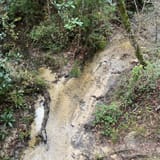 Torreya Trail, Florida - 430 Reviews, Map | AllTrails