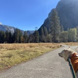 Sentinel Meadow Cook's Meadow Loop Trail, California - 2,858 Reviews ...
